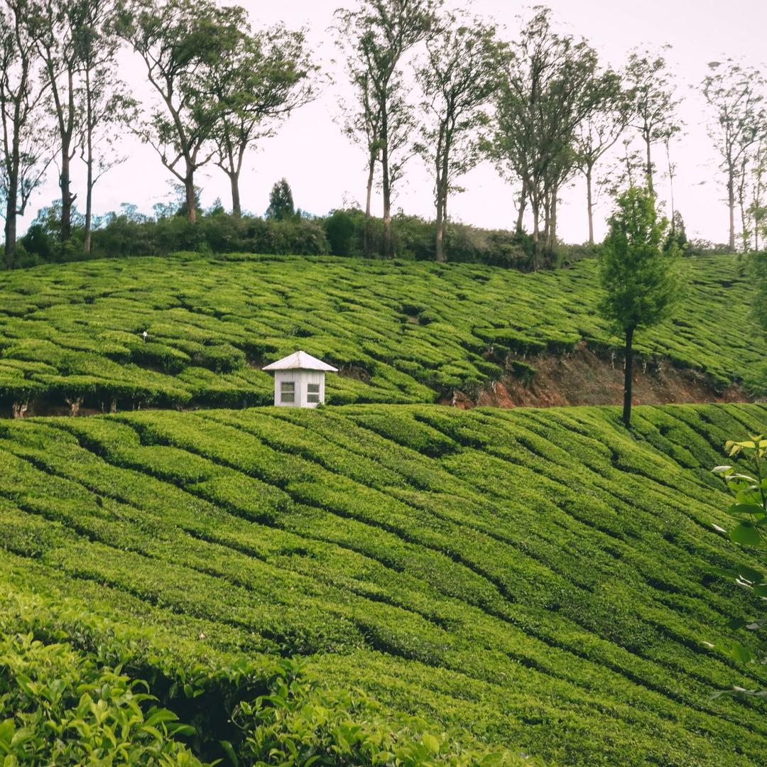 Explore Munnar | Stay at The Hosteller