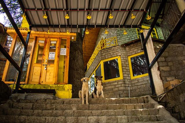 The Hosteller Manali | Best Branded Backpacker Hostel in Manali