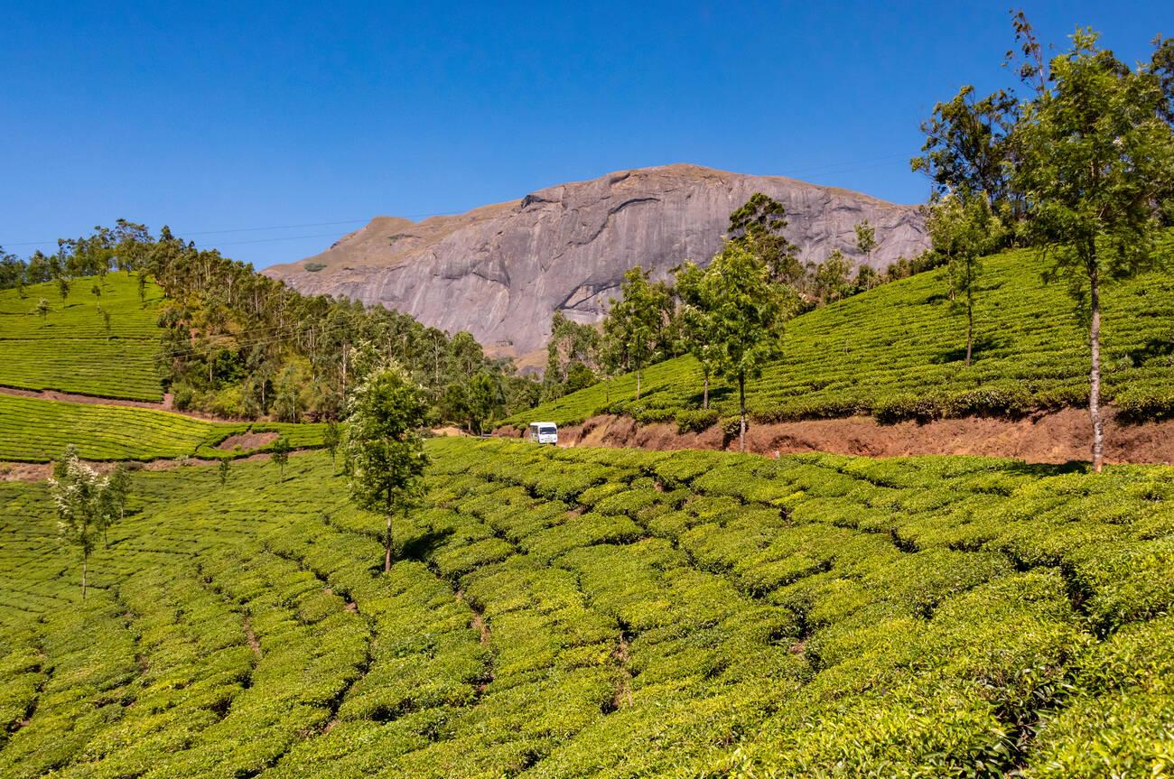 Top 5 things to do in Munnar